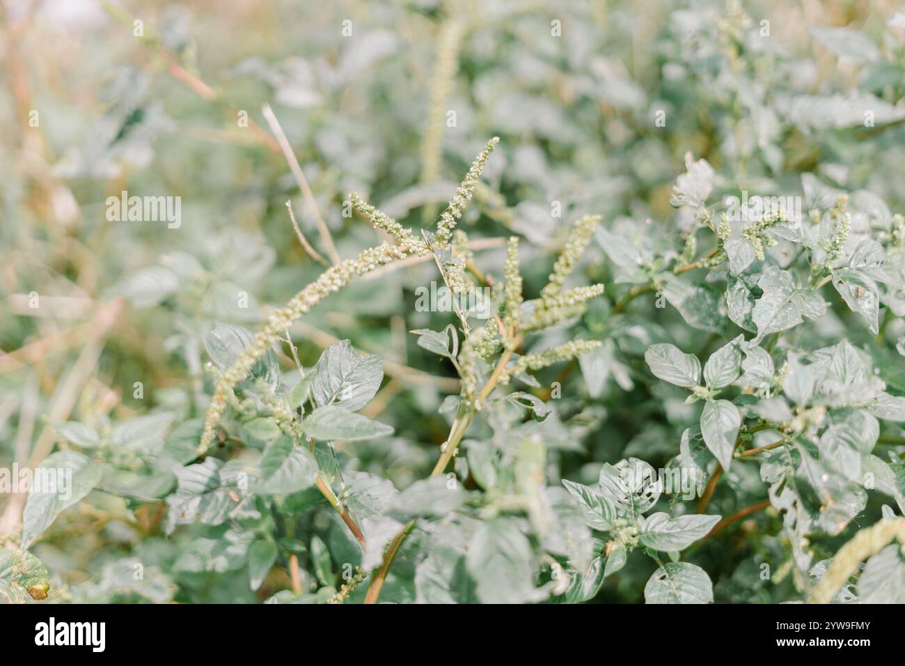 Amaranthus spinosus (bayam duri), commonly known as the spiny amaranth ...