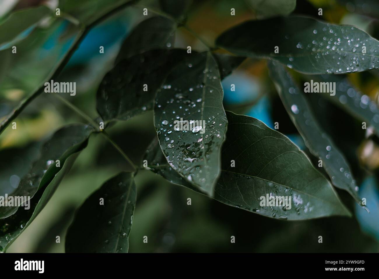 Close-up of leaves with rain droplets, showcasing the freshness and ...
