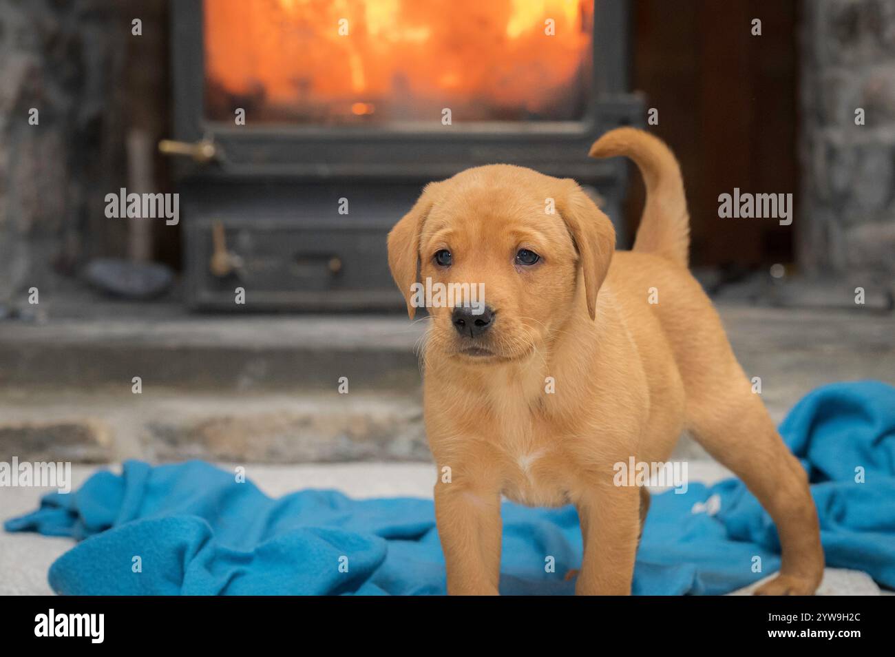 Rhodesian ridgeback brown labrador retriever hi-res stock photography ...
