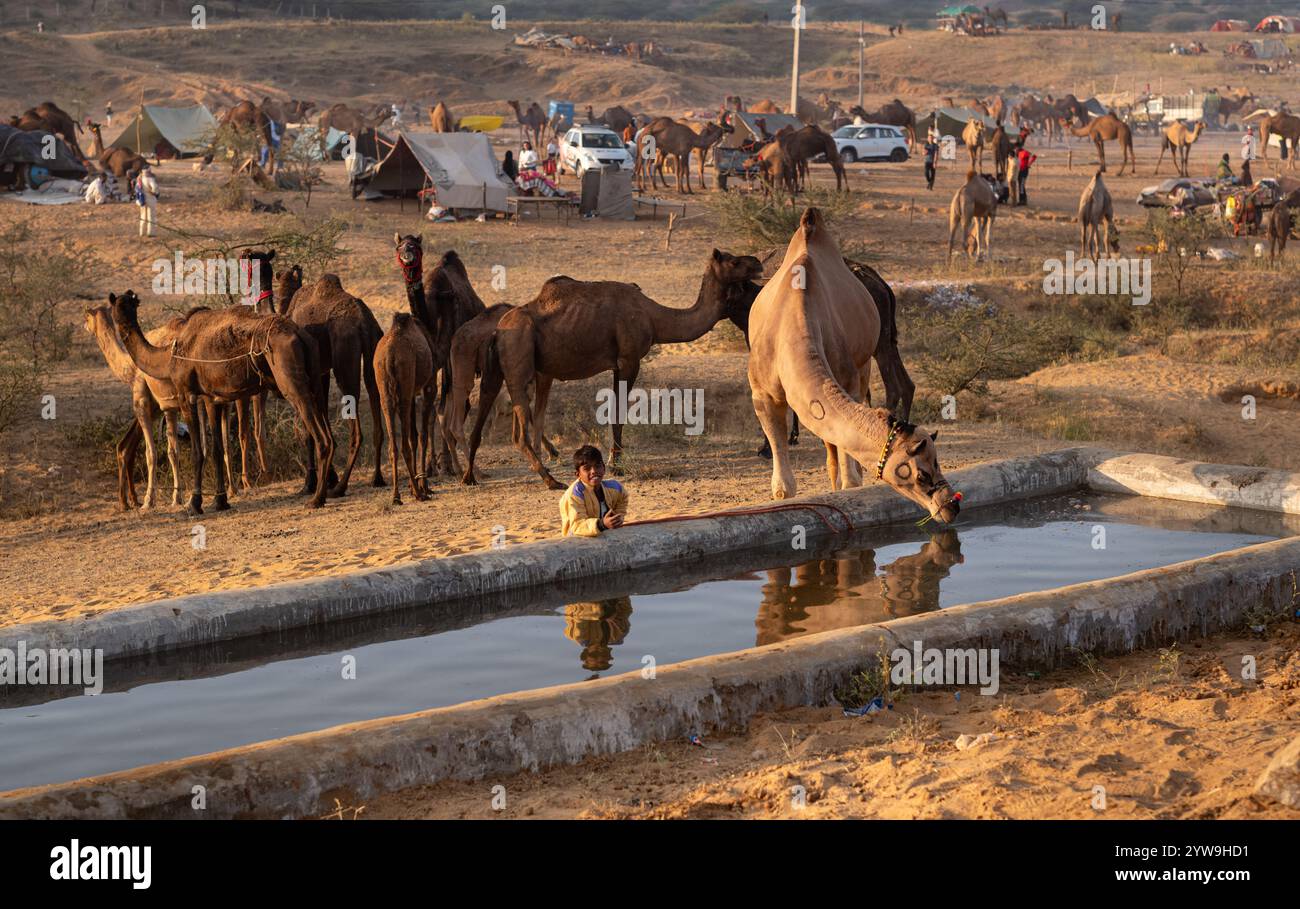 Leading camel to water hi-res stock photography and images - Alamy