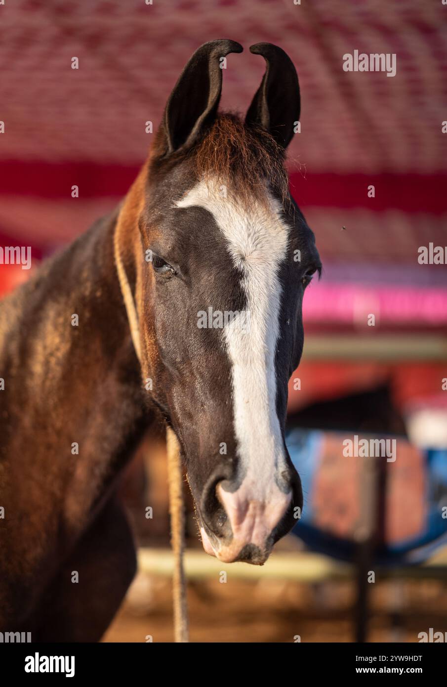 Marwari horse hi-res stock photography and images - Alamy