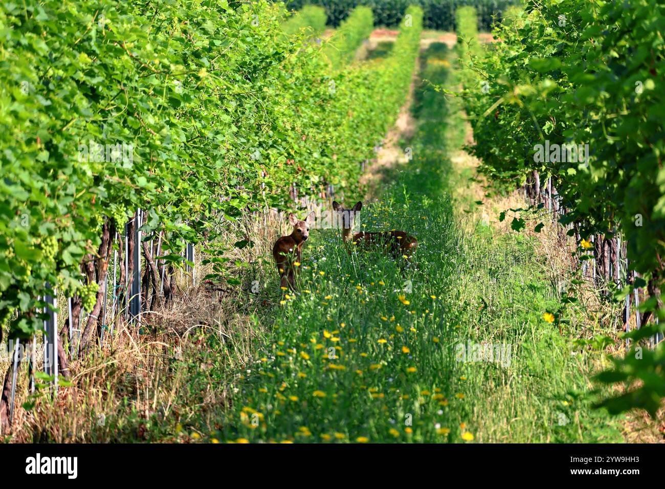 Weinreben im sommer hi-res stock photography and images - Alamy