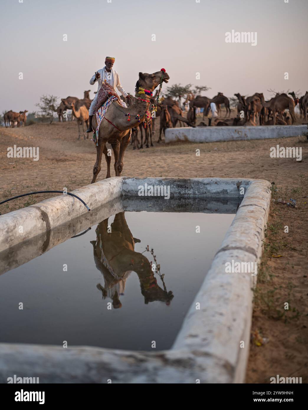 Leading camel to water hi-res stock photography and images - Alamy