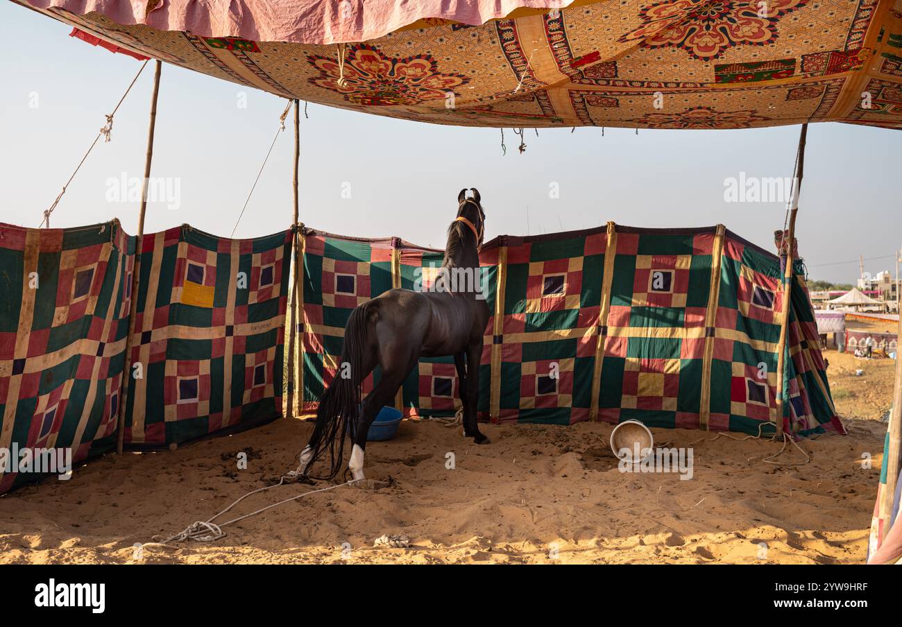 Pushkar Camel Fair Stock Photo - Alamy