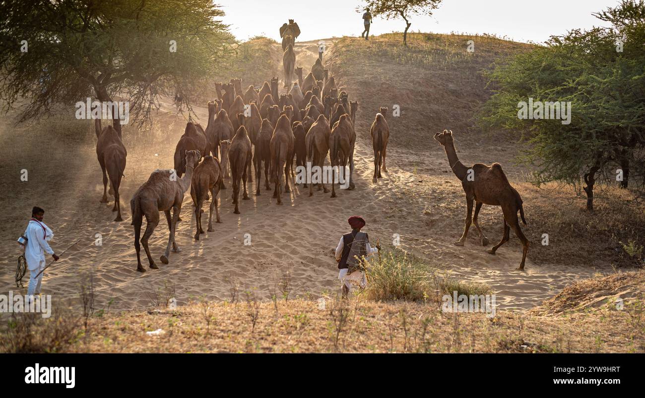 Pushkar camel fair 2024 hi-res stock photography and images - Alamy