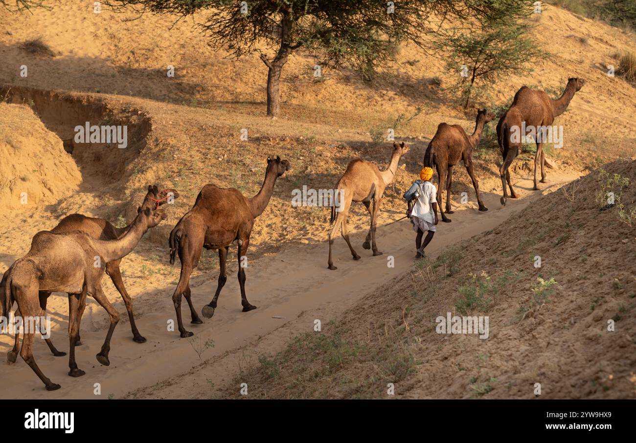 Pushkar camel fair 2024 hi-res stock photography and images - Alamy