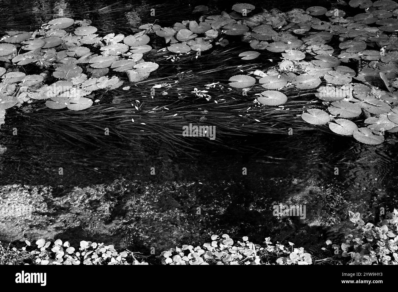 Plants movement Black and White Stock Photos & Images - Alamy