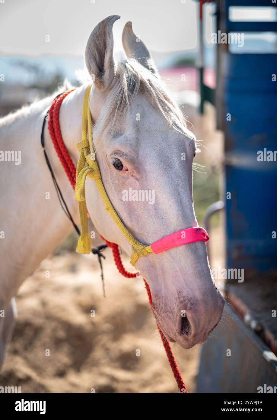 Marwari horse hi-res stock photography and images - Alamy