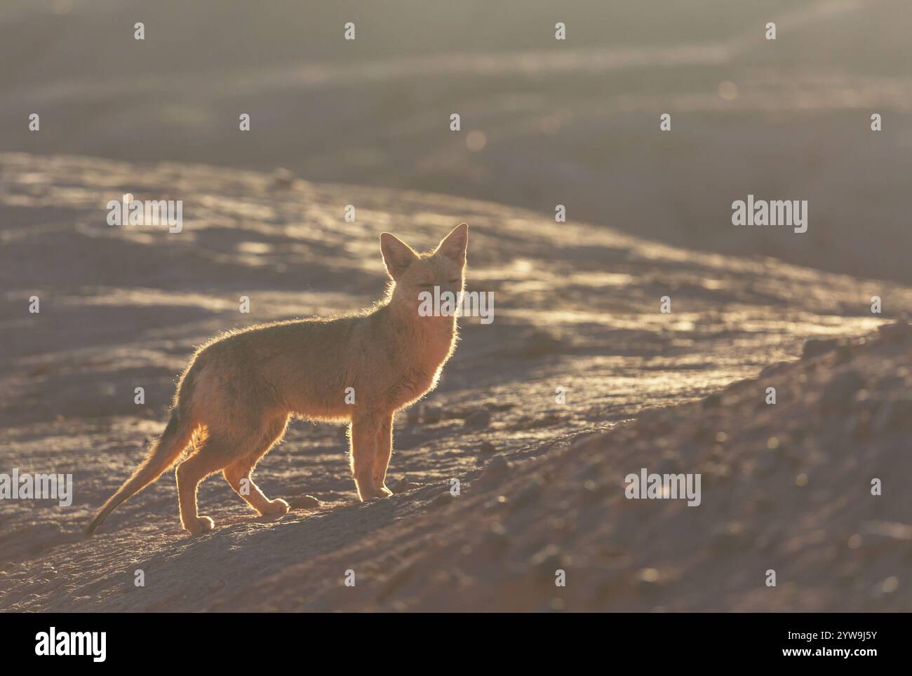 South American gray fox (Lycalopex griseus), Patagonian fox, in ...