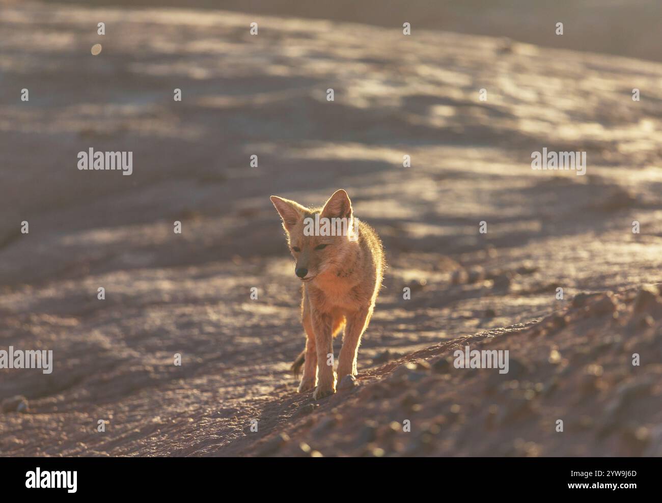 South American gray fox (Lycalopex griseus), Patagonian fox, in ...