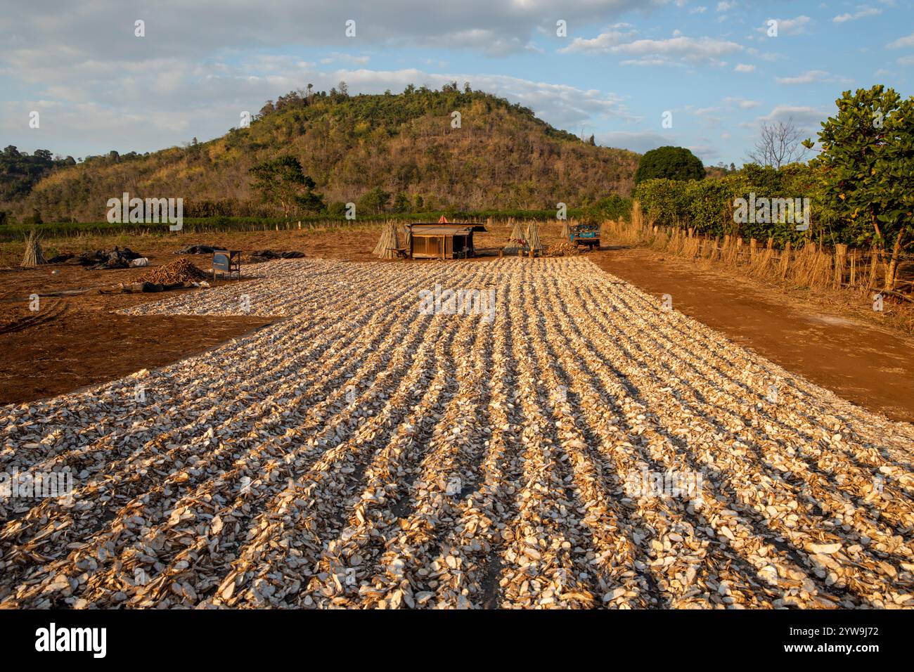 Sun drying cassava hi-res stock photography and images - Alamy