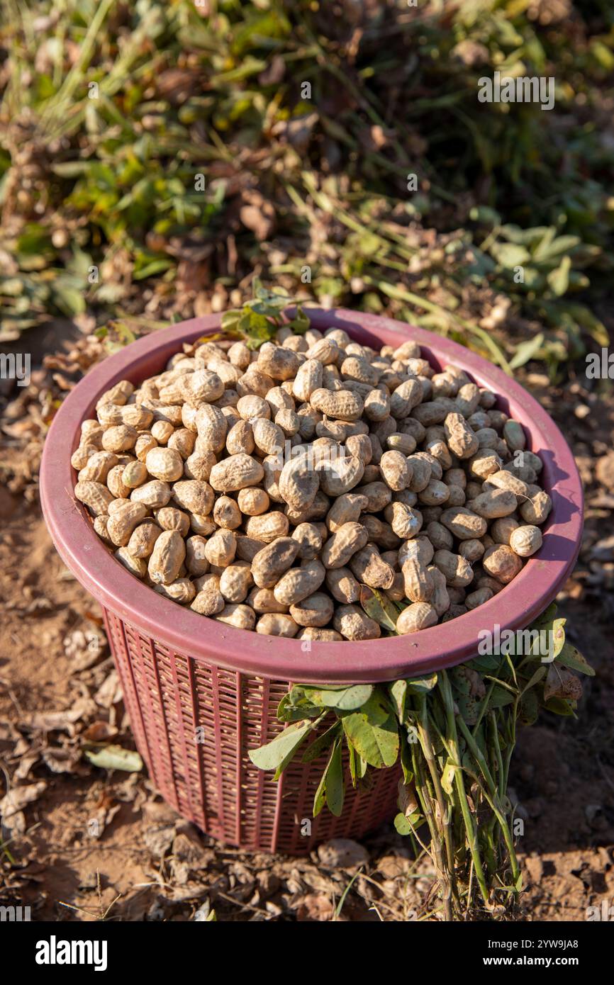 Freshly picked peanuts in basket, Don Daeng island, Pakse, Champasak ...