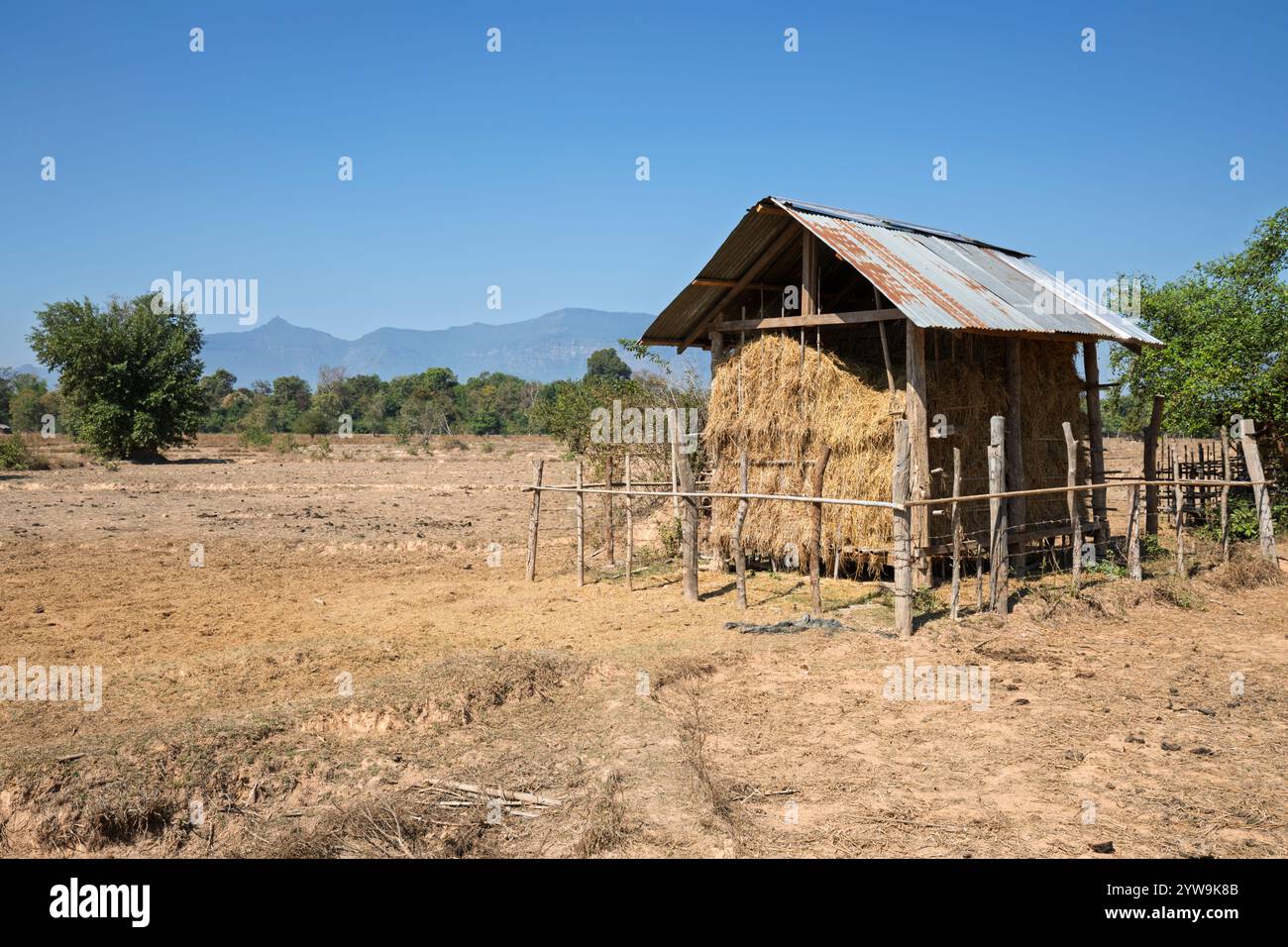 Rice straw stored under cover in rice field in dry season, Don Daeng ...