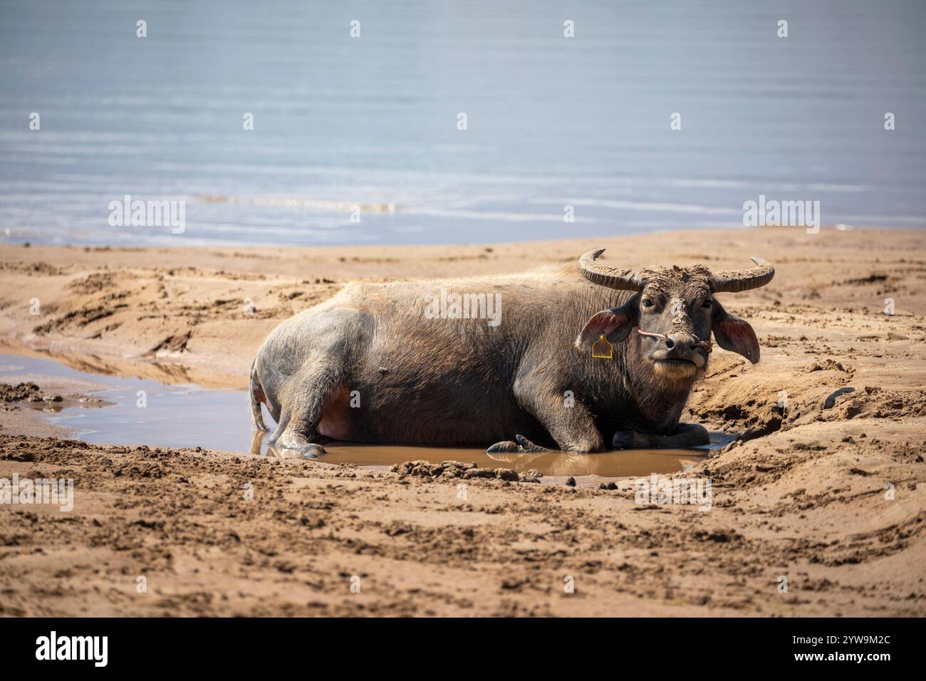 Water buffalo cooling off in the Mekong River at Don Daeng island ...