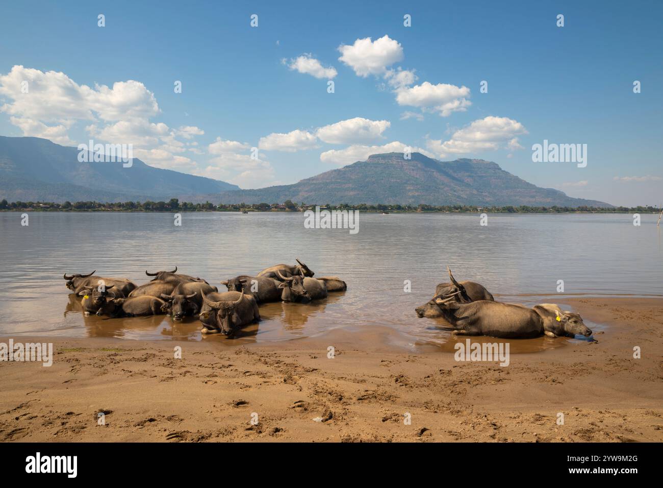 Water buffalo cooling off in the Mekong River at Don Daeng island ...