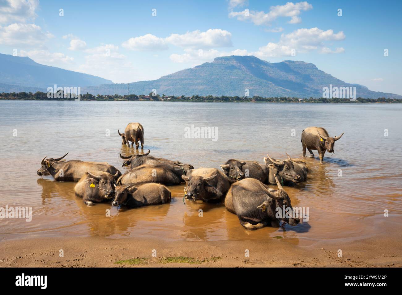 Water buffalo cooling off in the Mekong River at Don Daeng island ...