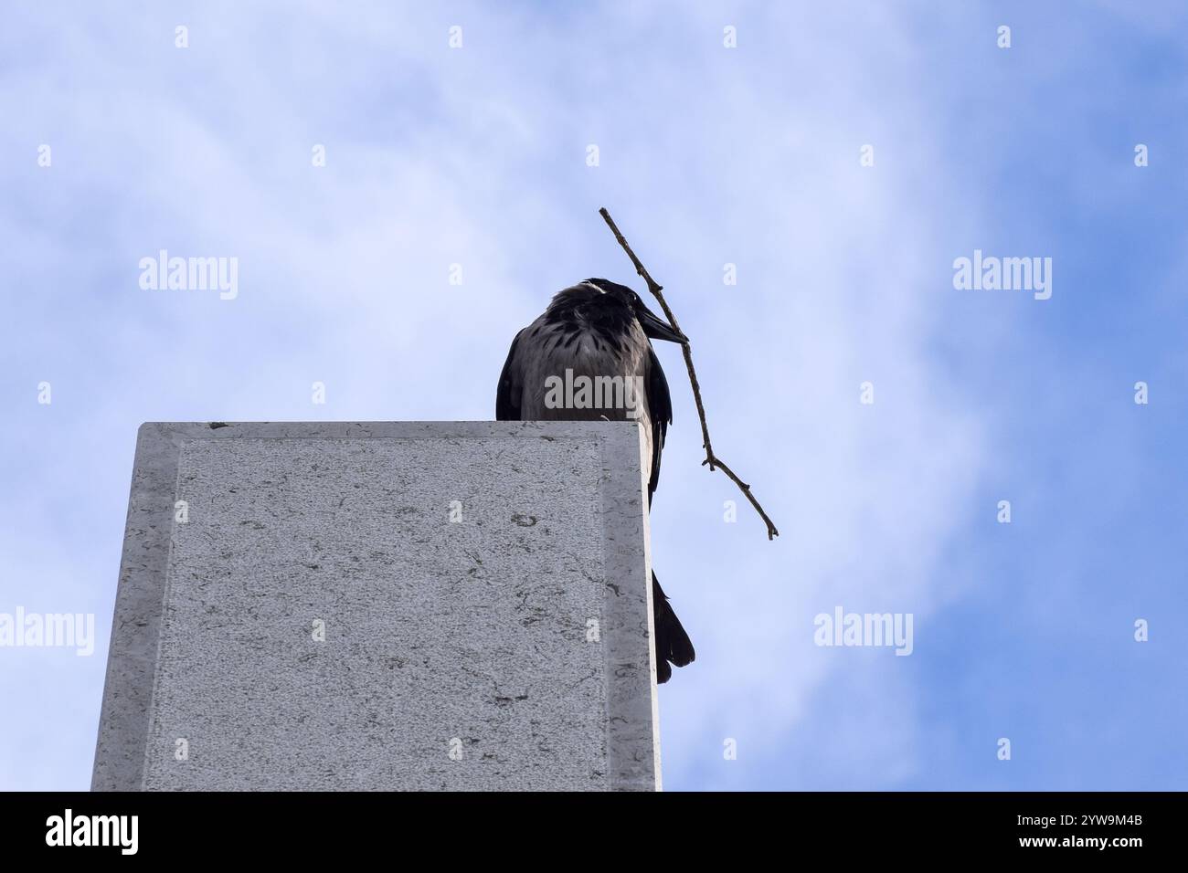A crow standing on a concrete structure, holding a small branch in its ...