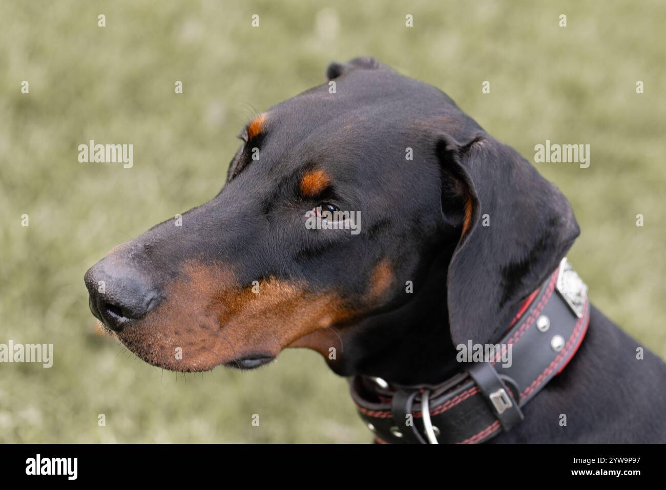 Side portrait of a male uncropped dobermann on a natural grass ...
