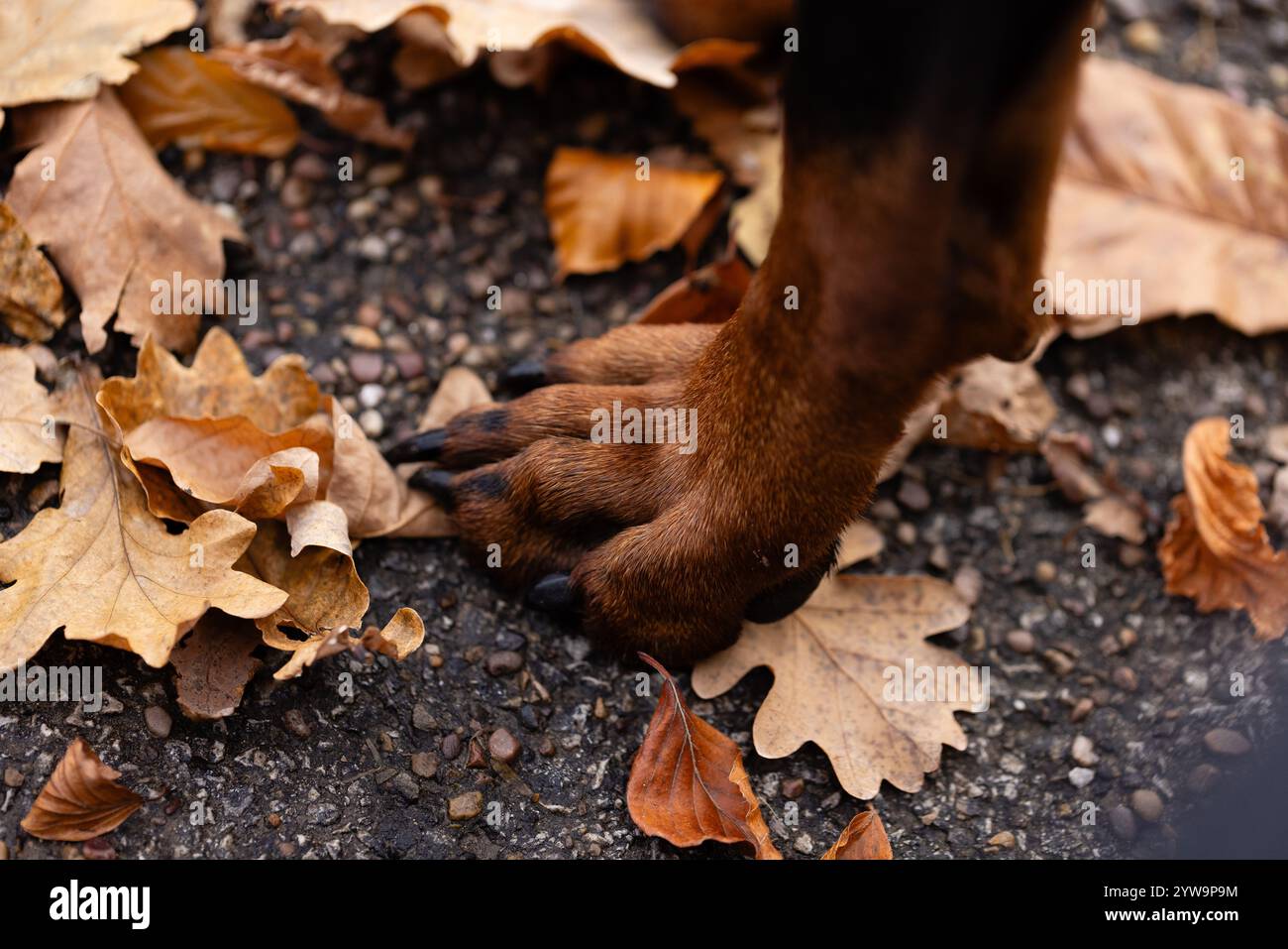 Doberman single paw standing hi-res stock photography and images - Alamy