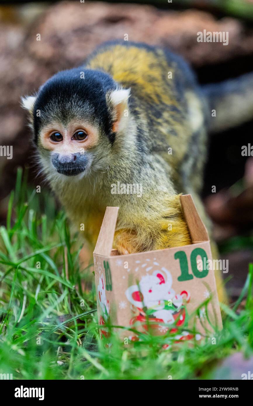London, UK. 10th Dec, 2024. Black-capped squirrel monkeys opening ...