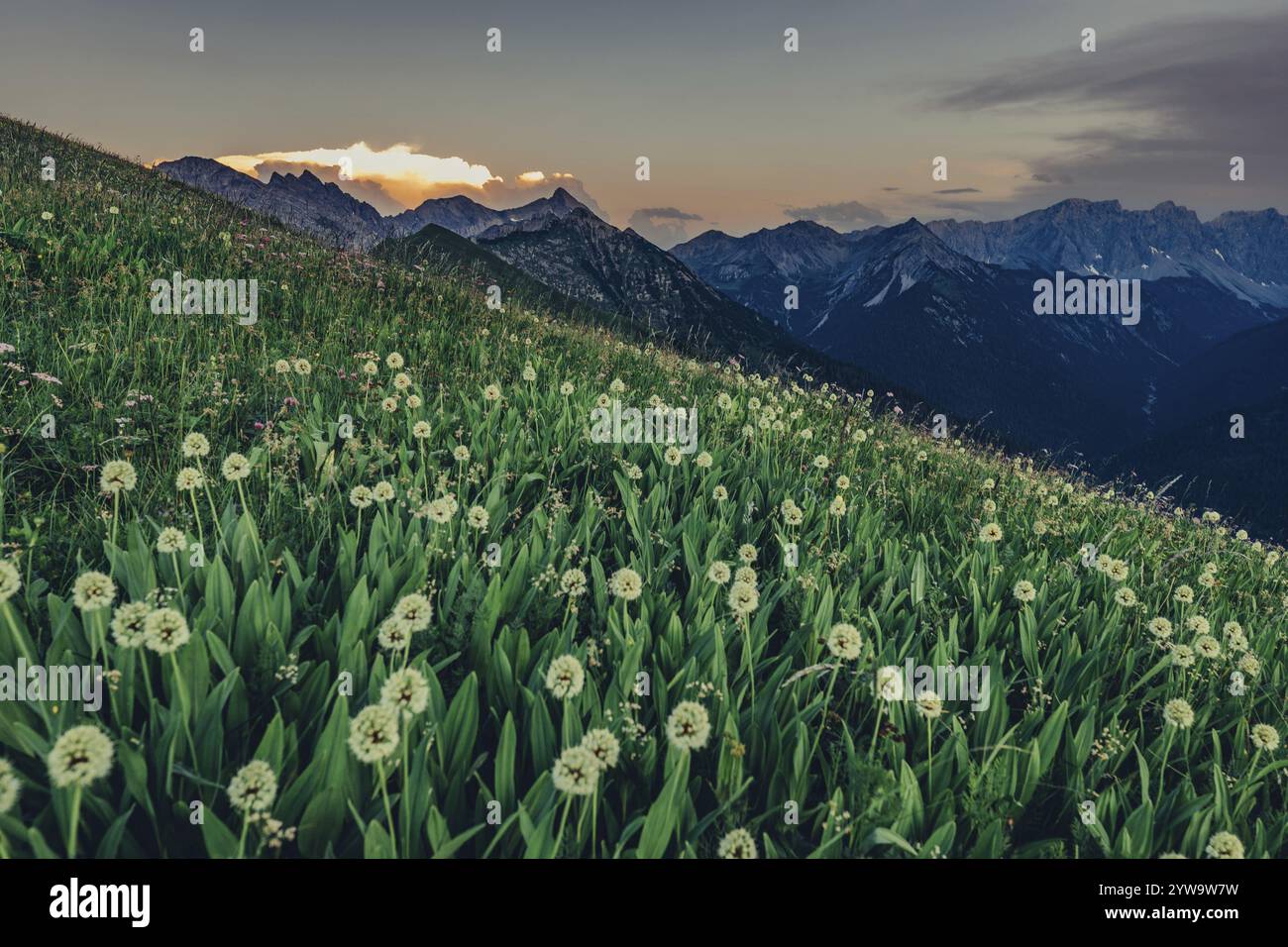 Hiking tour on the Hoenig mountain in the Lechtal valley near Berwang ...