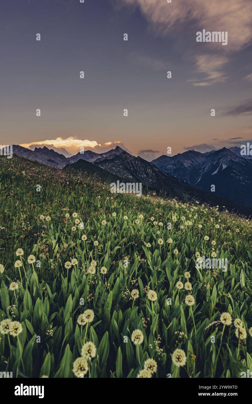 Hiking tour on the Hoenig mountain in the Lechtal valley near Berwang ...