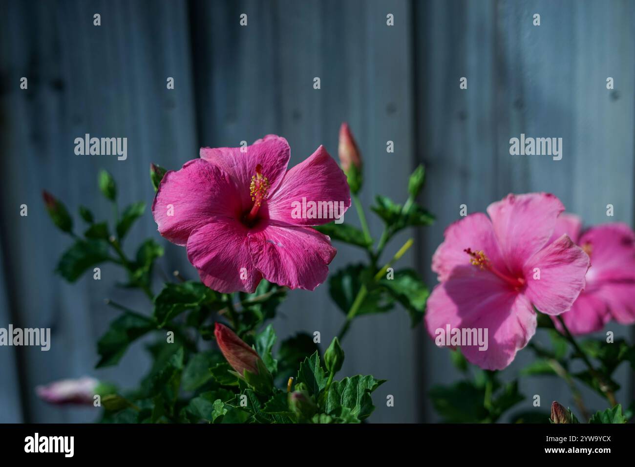 Perth, Western Australia - December 6th 2024:A Hibiscus flower blooms ...