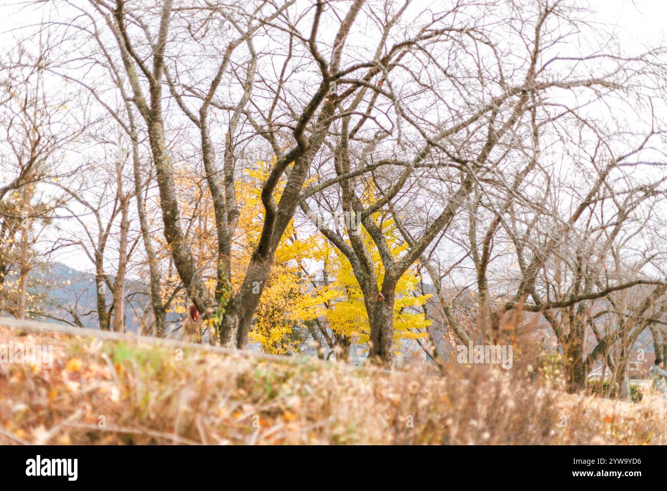 Ginkgo trees in the winter hi-res stock photography and images - Alamy