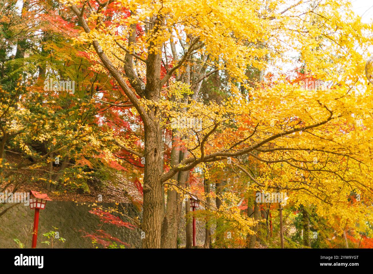 Ginkgo trees in the winter hi-res stock photography and images - Alamy