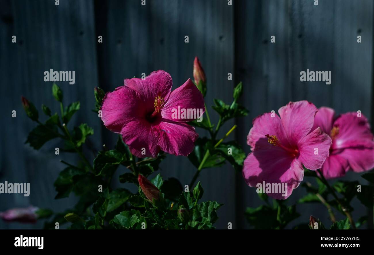 Perth, Western Australia - December 6th 2024:A Hibiscus flower blooms ...