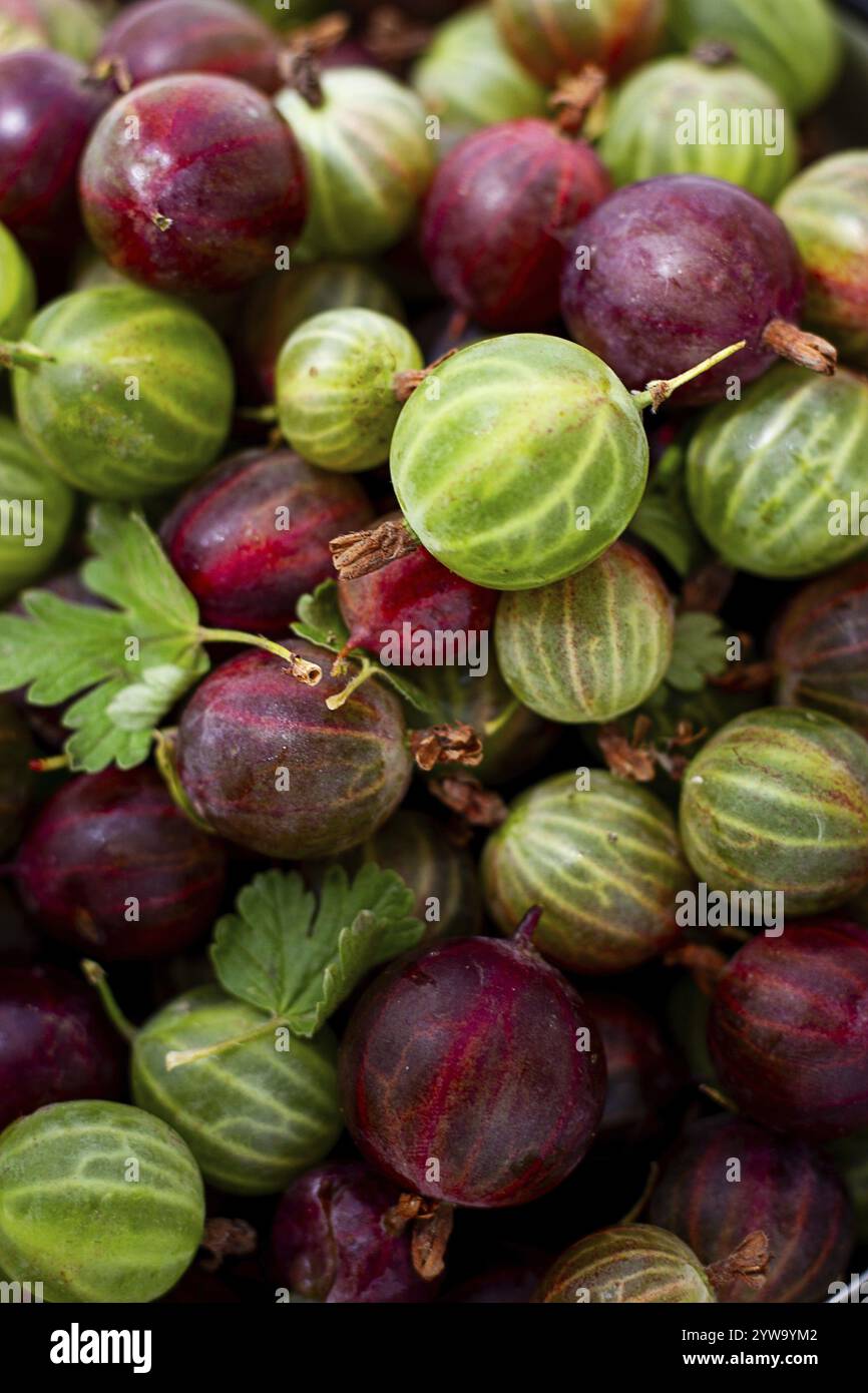 A vibrant collection of freshly picked gooseberries showcases green ...