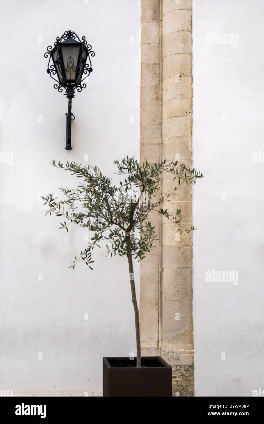Small olive tree in front of a white house facade, decoration, Martina ...