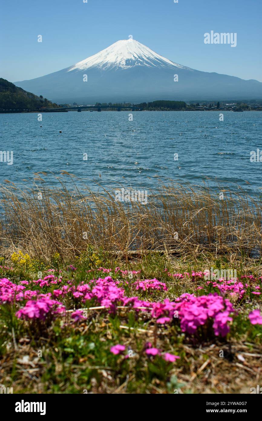 Iconic view of Kawaguchiko lake in Japan, with wildflowers in the ...