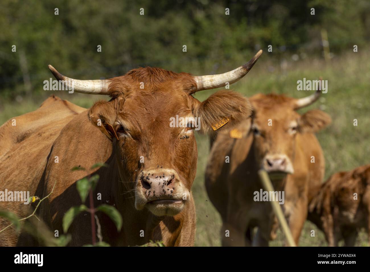 Herd of blonde d'aquitaine cows, Ariege Pyrenees regional natural park ...