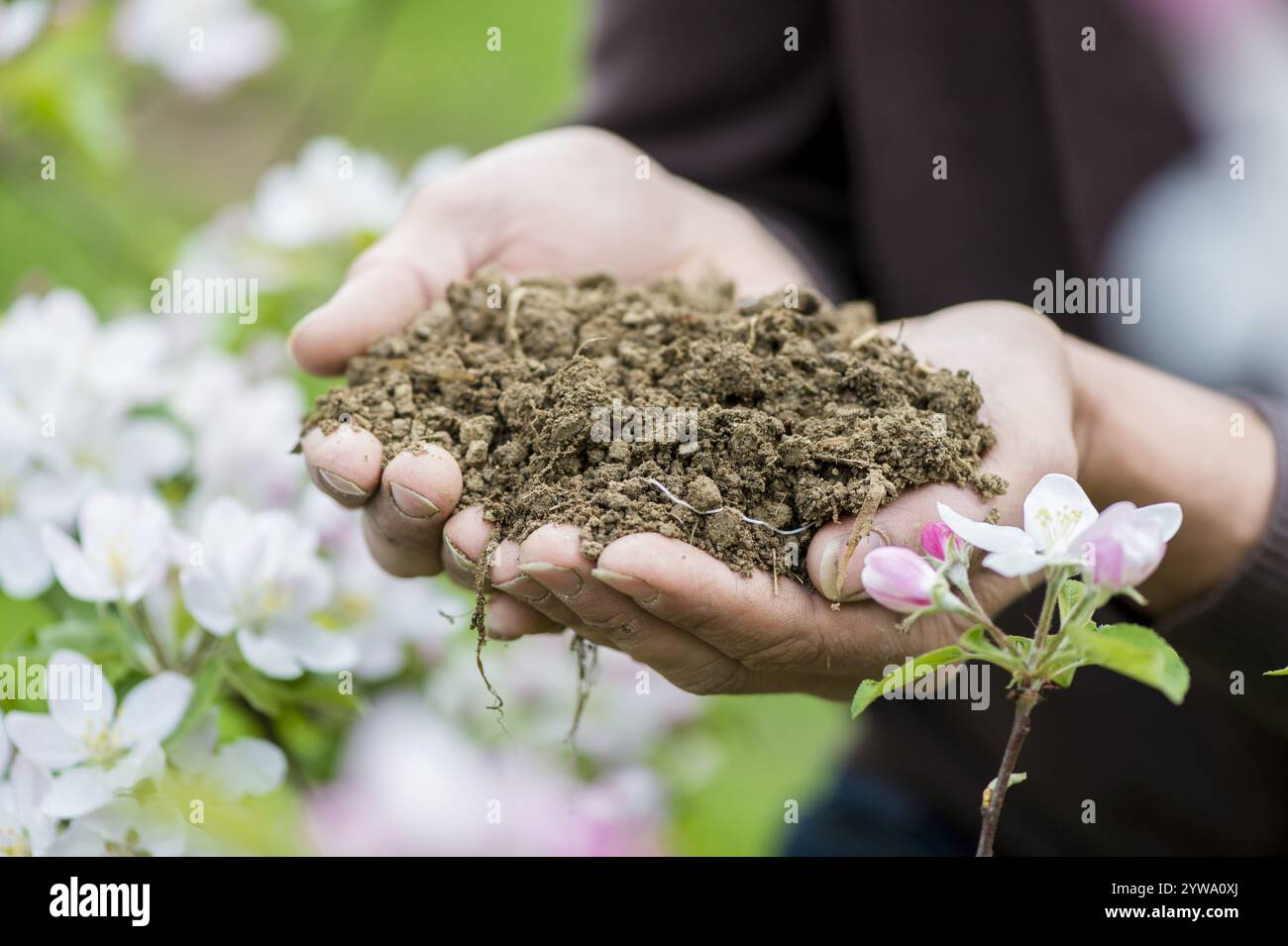 Soil in the hands, soil in hands Stock Photo - Alamy