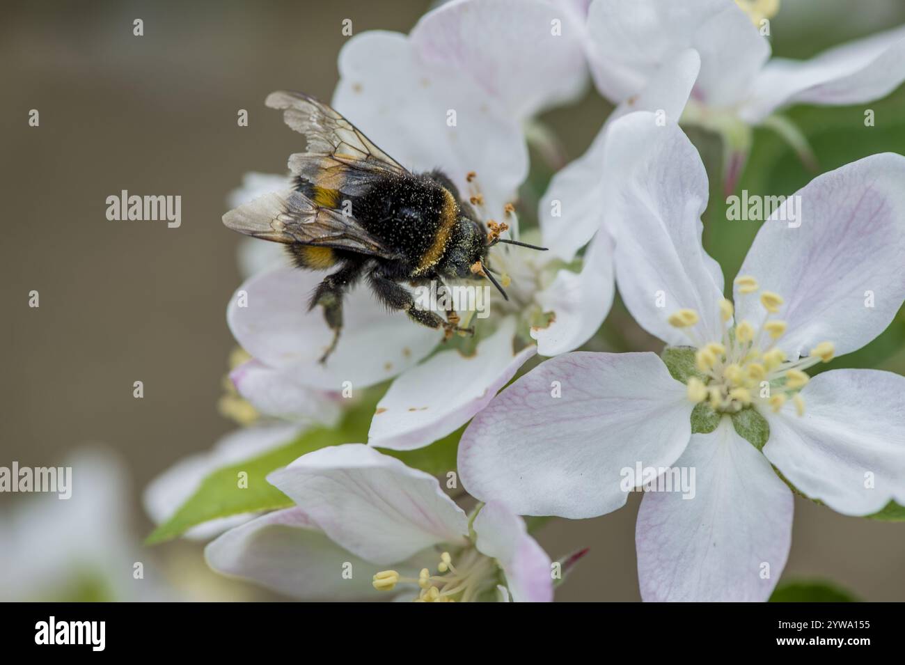 Bumblebee in the orchard hi-res stock photography and images - Alamy