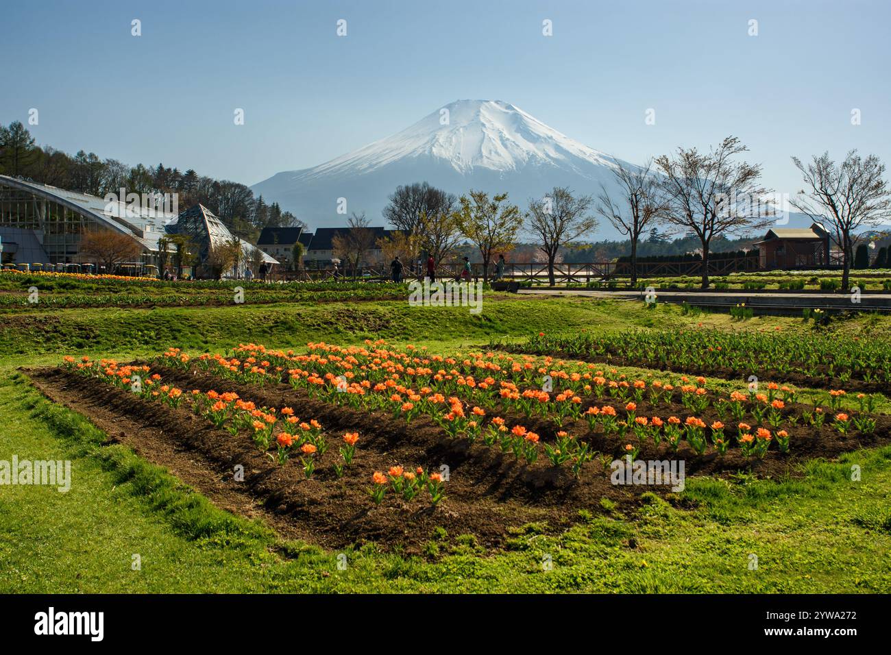 View of Japanese countryside and iconic Mount Fuji in Yamanashi ...