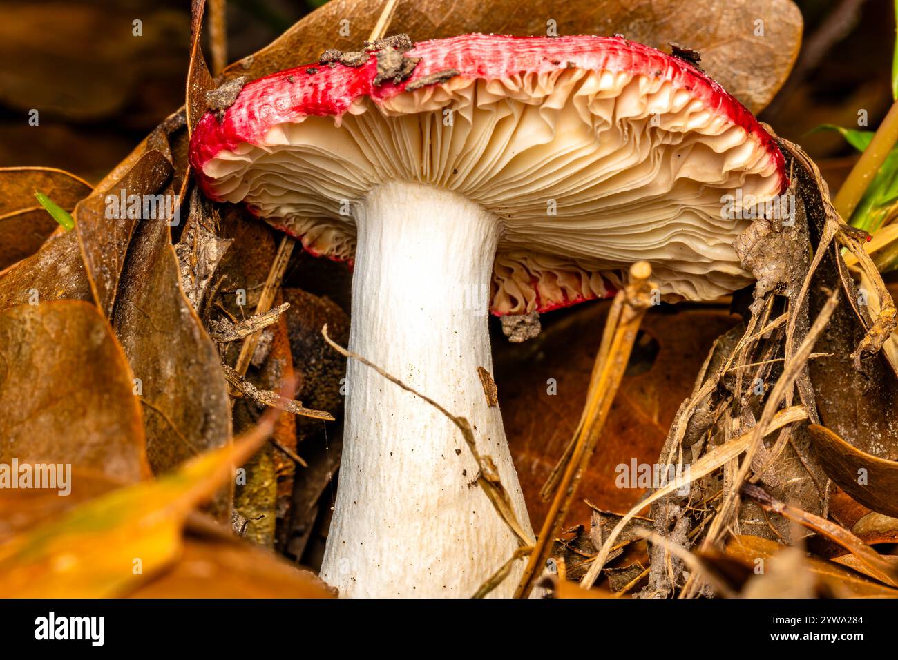 Red Russula Mushroom, Landscape Orientation, in Berwick, Louisiana ...