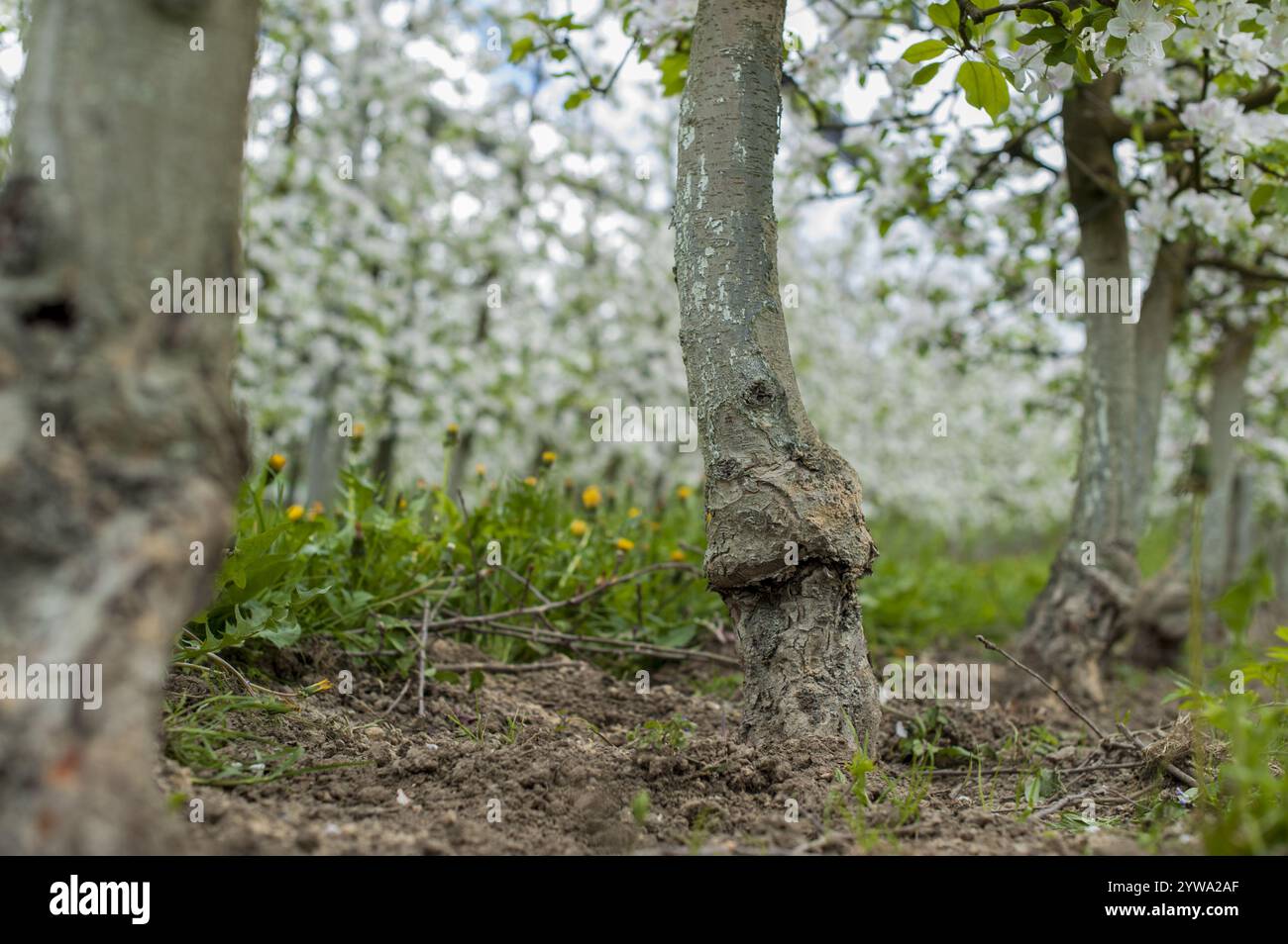 Apple trees, fruit culture, apple trees Stock Photo - Alamy