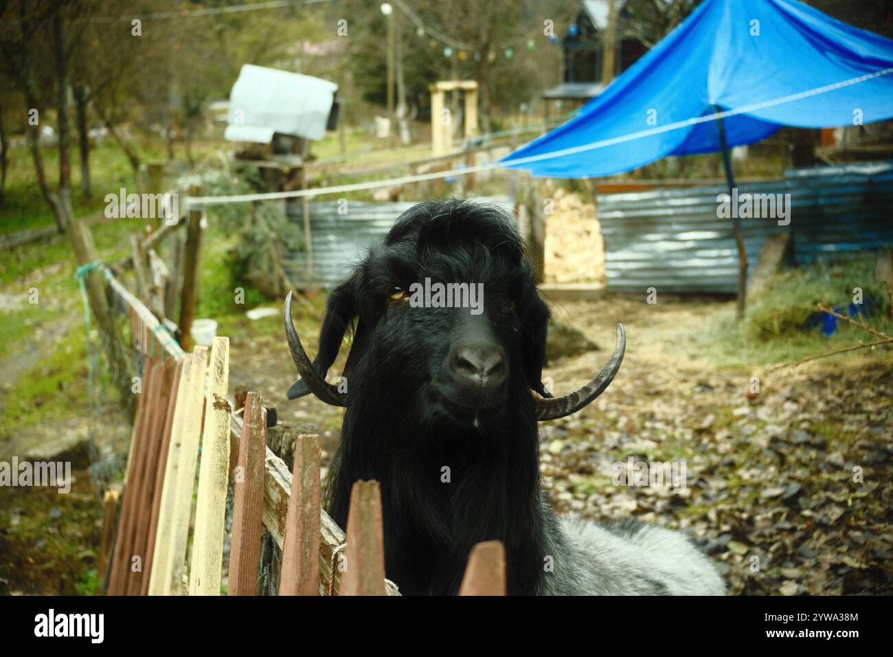 Black haired goat hi-res stock photography and images - Alamy
