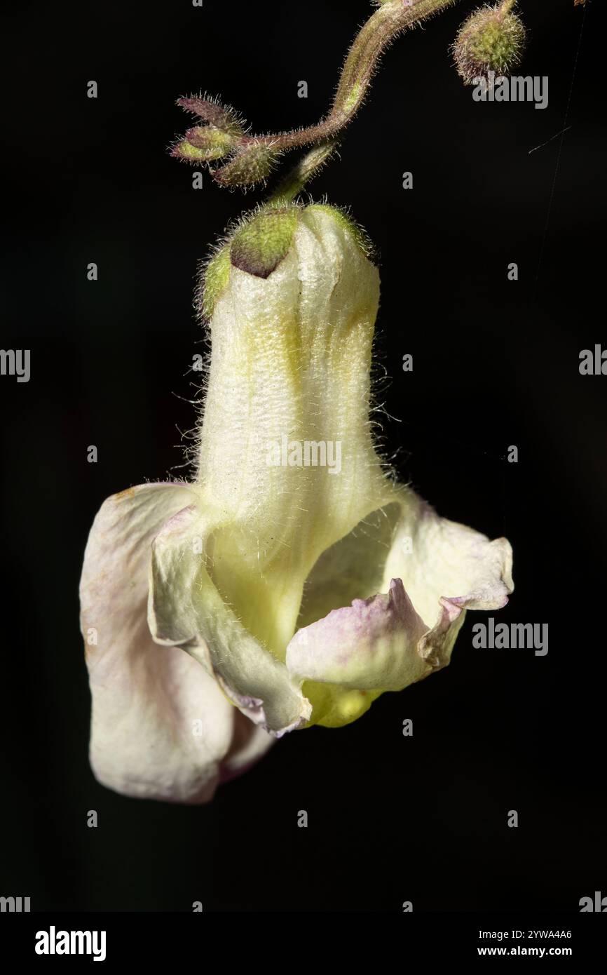 Natural macro flowering plant portrait of single creamy-white ...