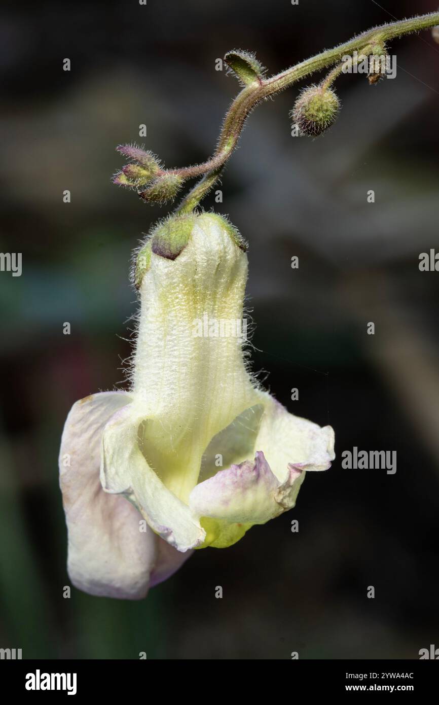 Natural macro flowering plant portrait of single creamy-white ...