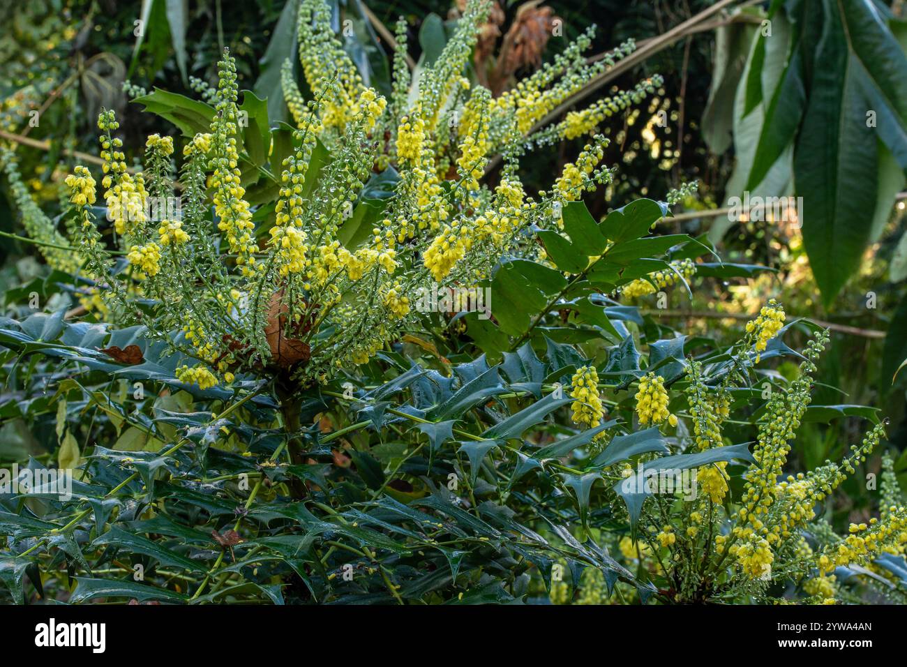 Natural flowering plant portrait of the stunning fragrant yellow ...