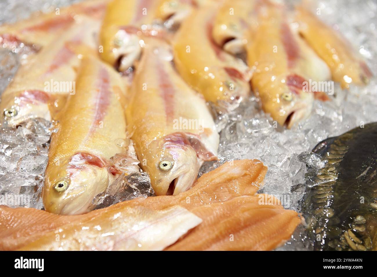 Motif with chilled fish in the refrigerated counter, Fish International ...