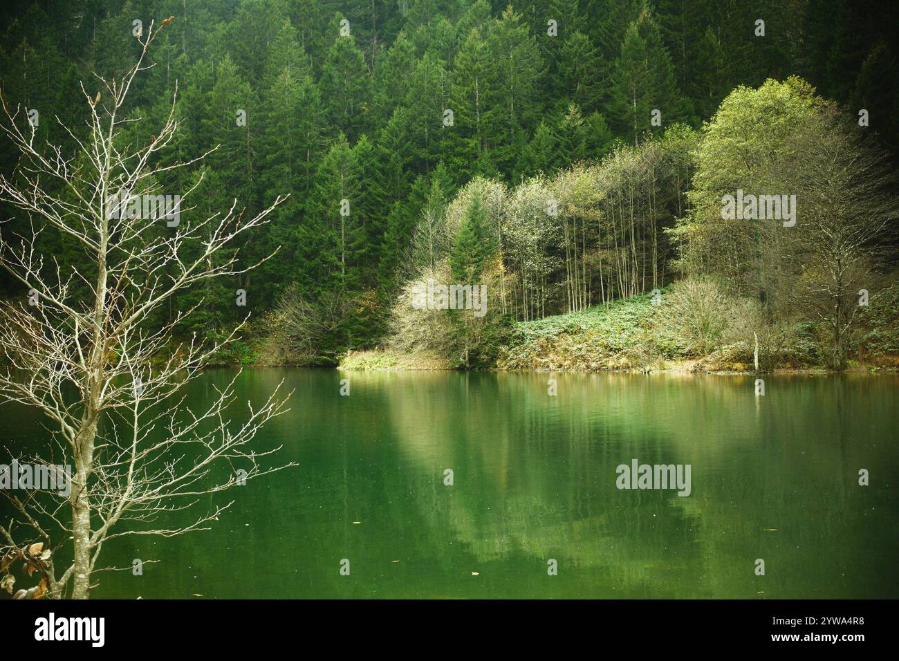The tranquility and natural lake beauty of the Uzungöl Şelale, tourist ...