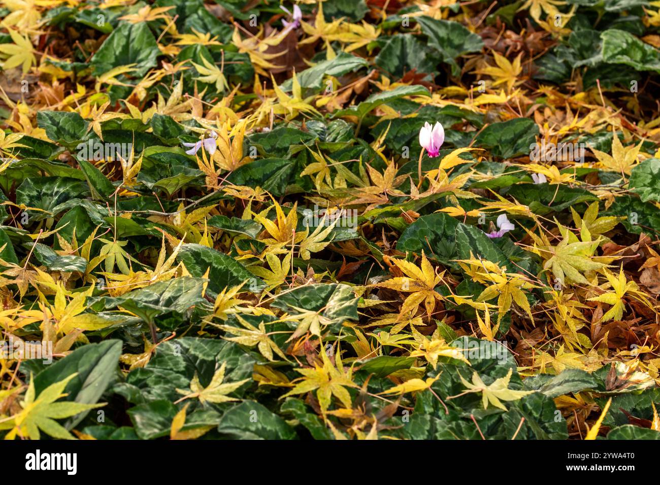 Striking early winter intimate landscape of Cyclamen Hederifolium, ivy ...