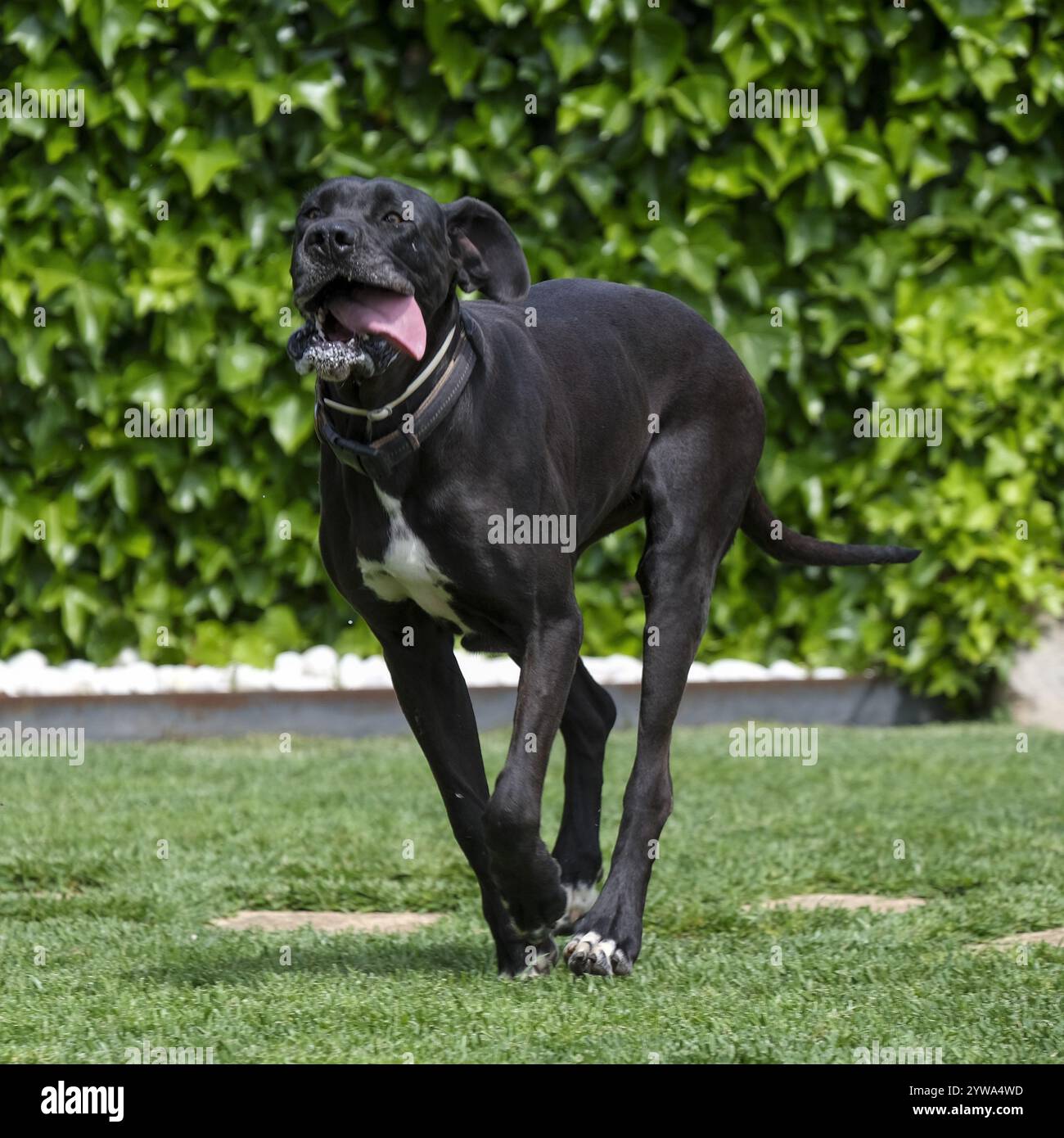 Majorca mastiff hi-res stock photography and images - Alamy