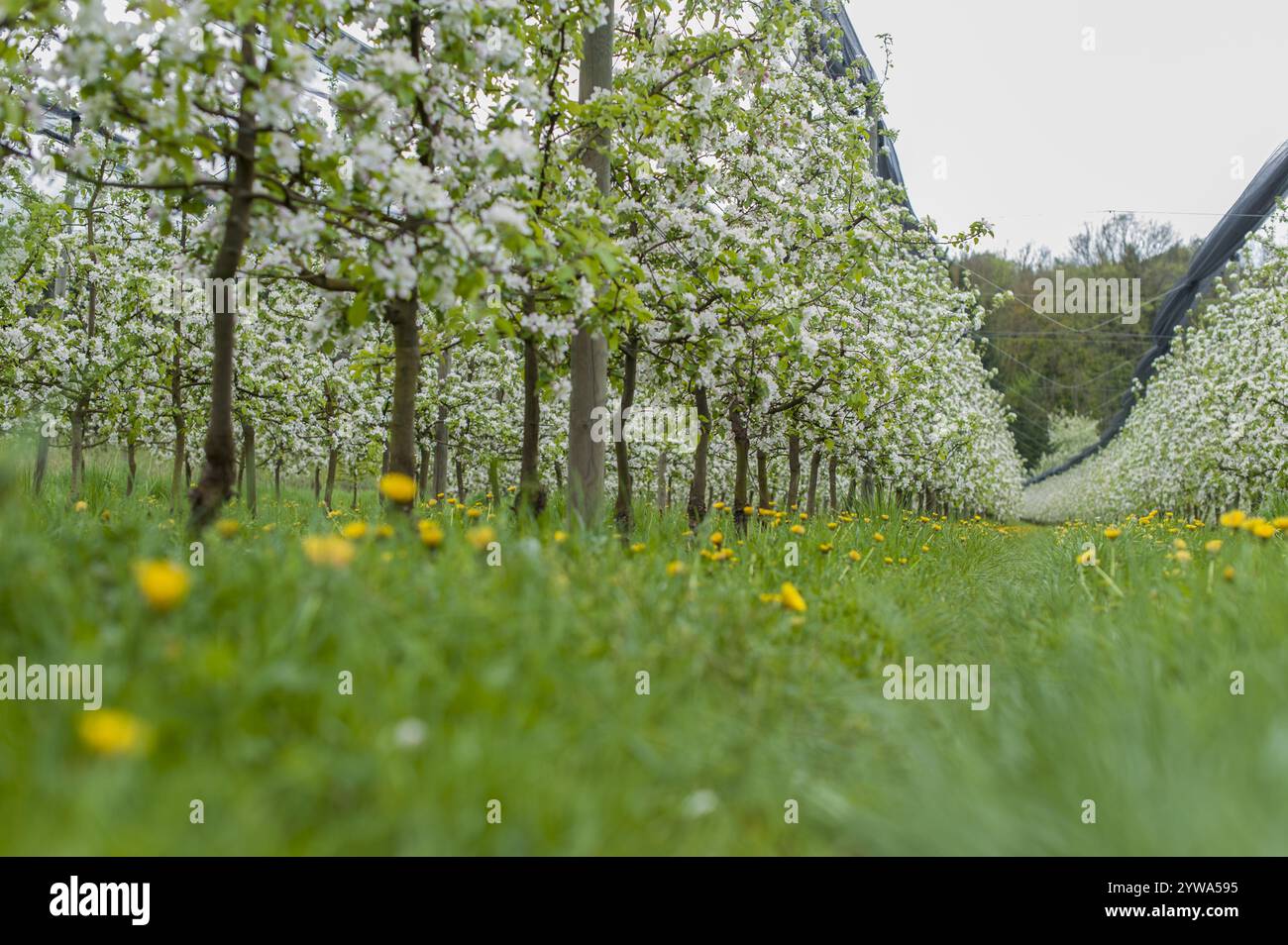 Apple trees, fruit culture, apple trees Stock Photo - Alamy