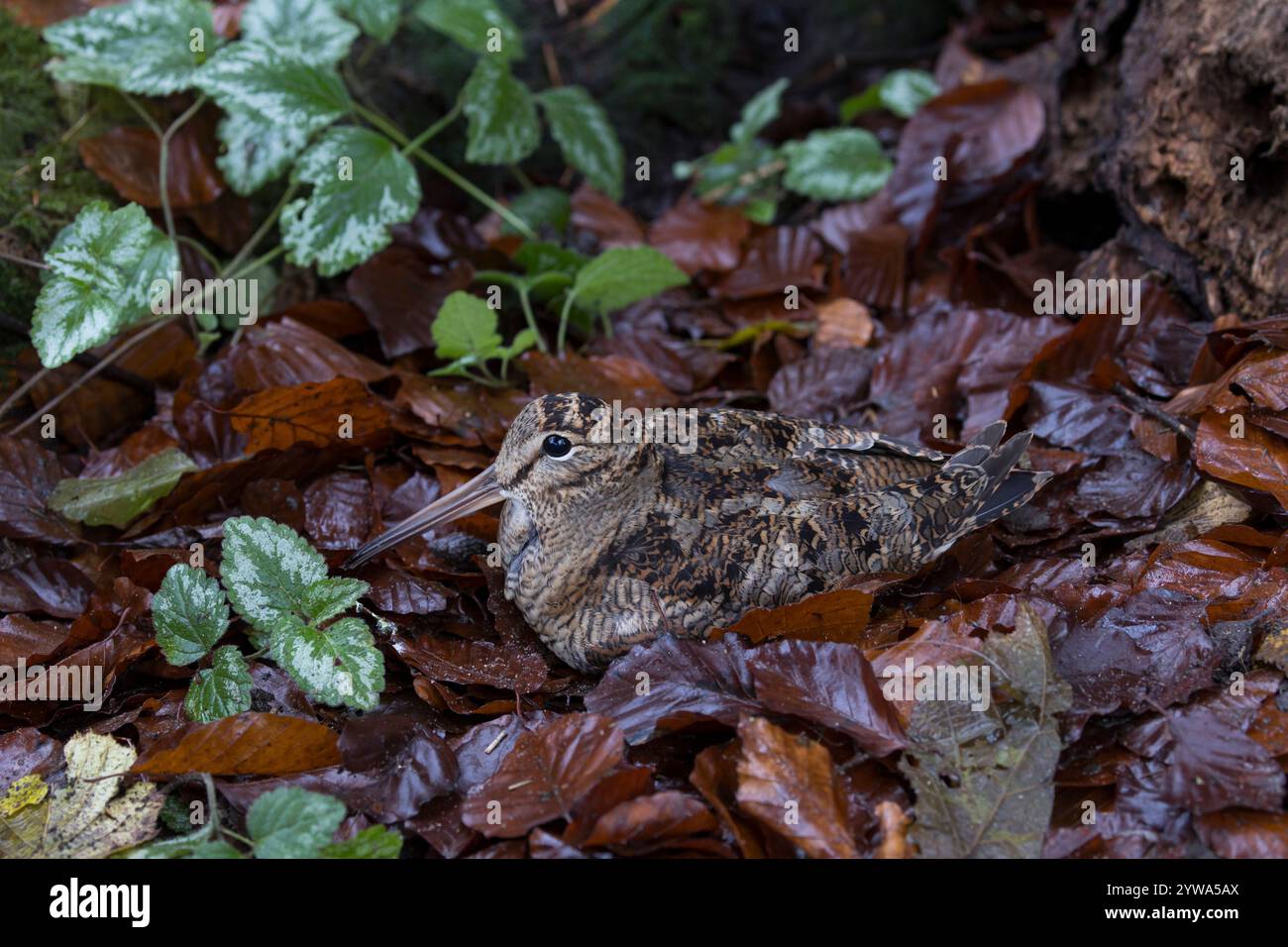 Scolopax rusticola eurasian woodcock hi-res stock photography and ...