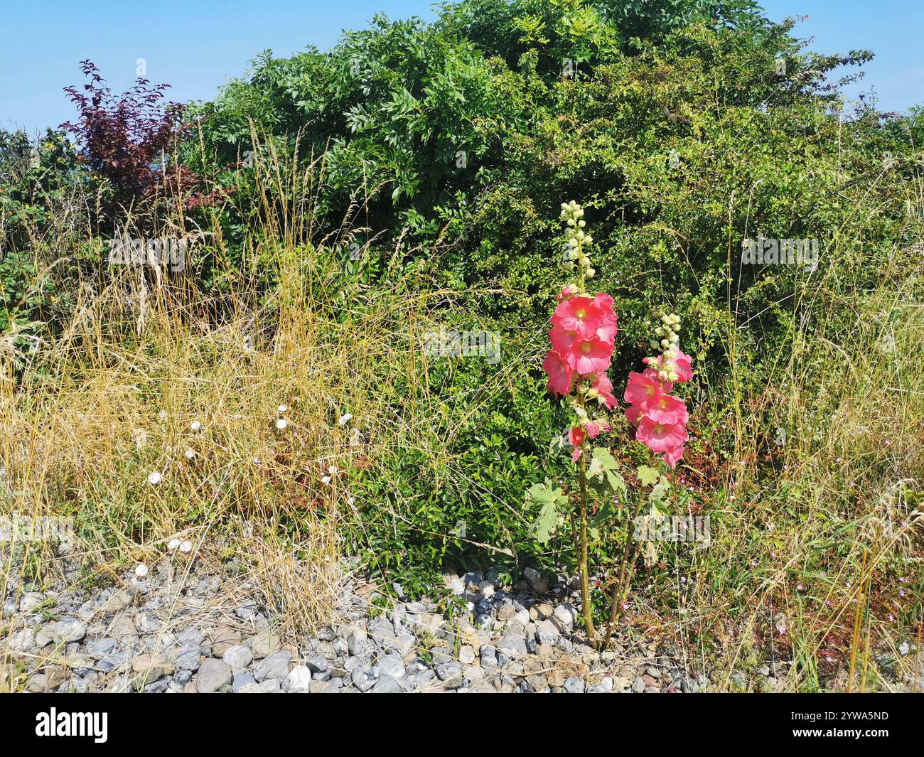 Alcea rosea (Radiant Rose) blowing close the the Baltic Sea Stock Photo ...